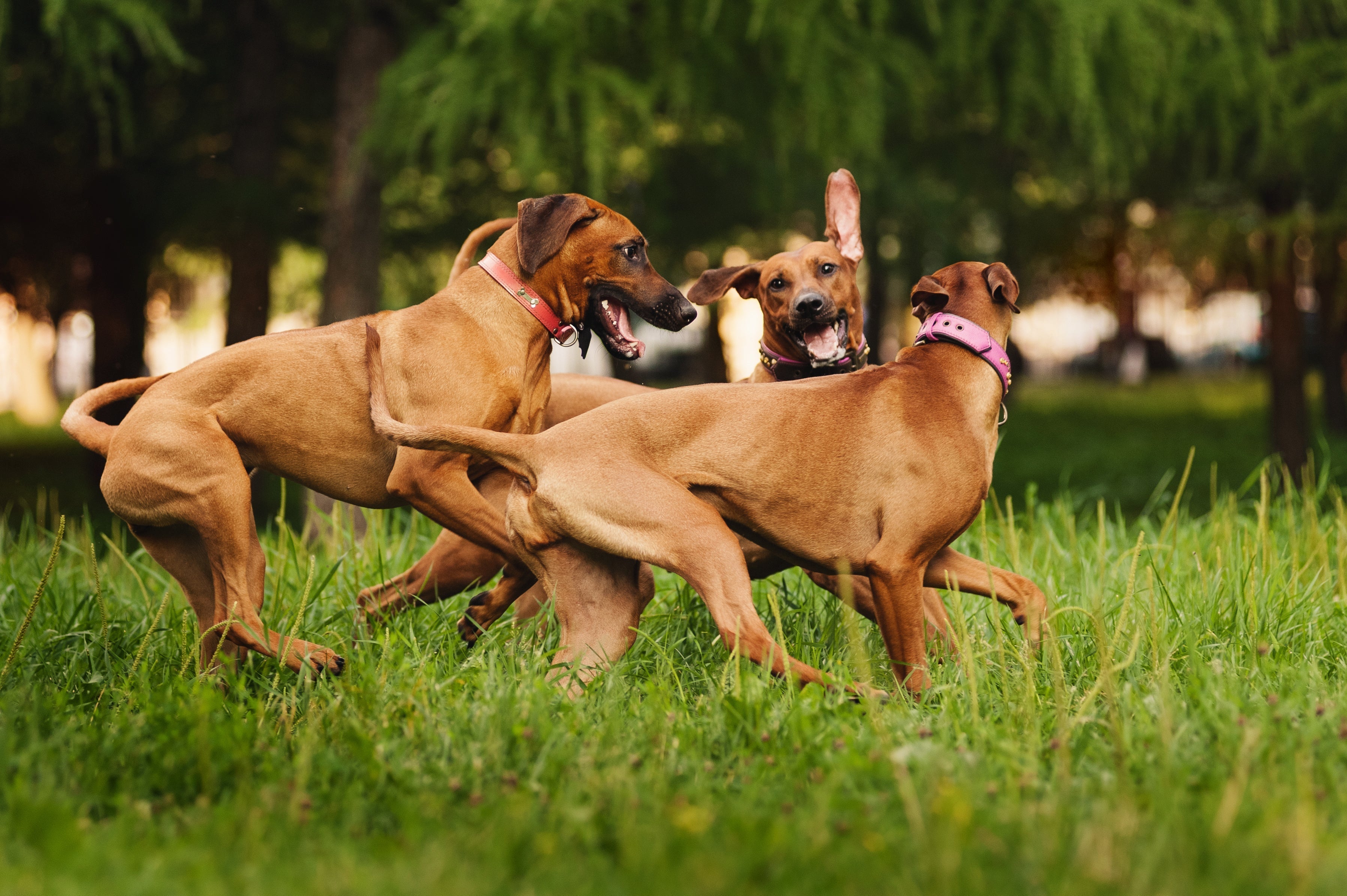 What is a Remote Training Collar?