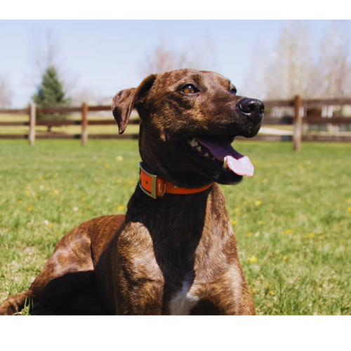 Remote Training Collars For Dogs | eDog UK